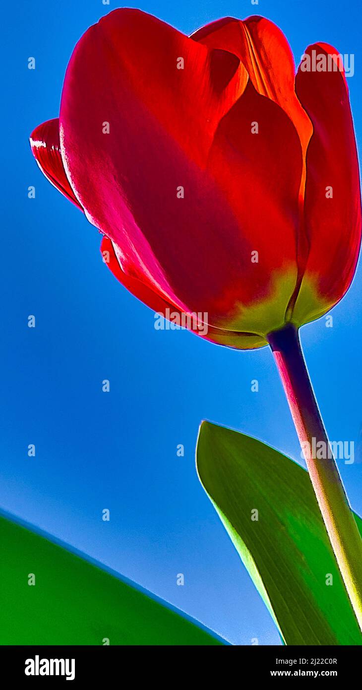 Minimalist tulip hi-res stock photography and images - Alamy