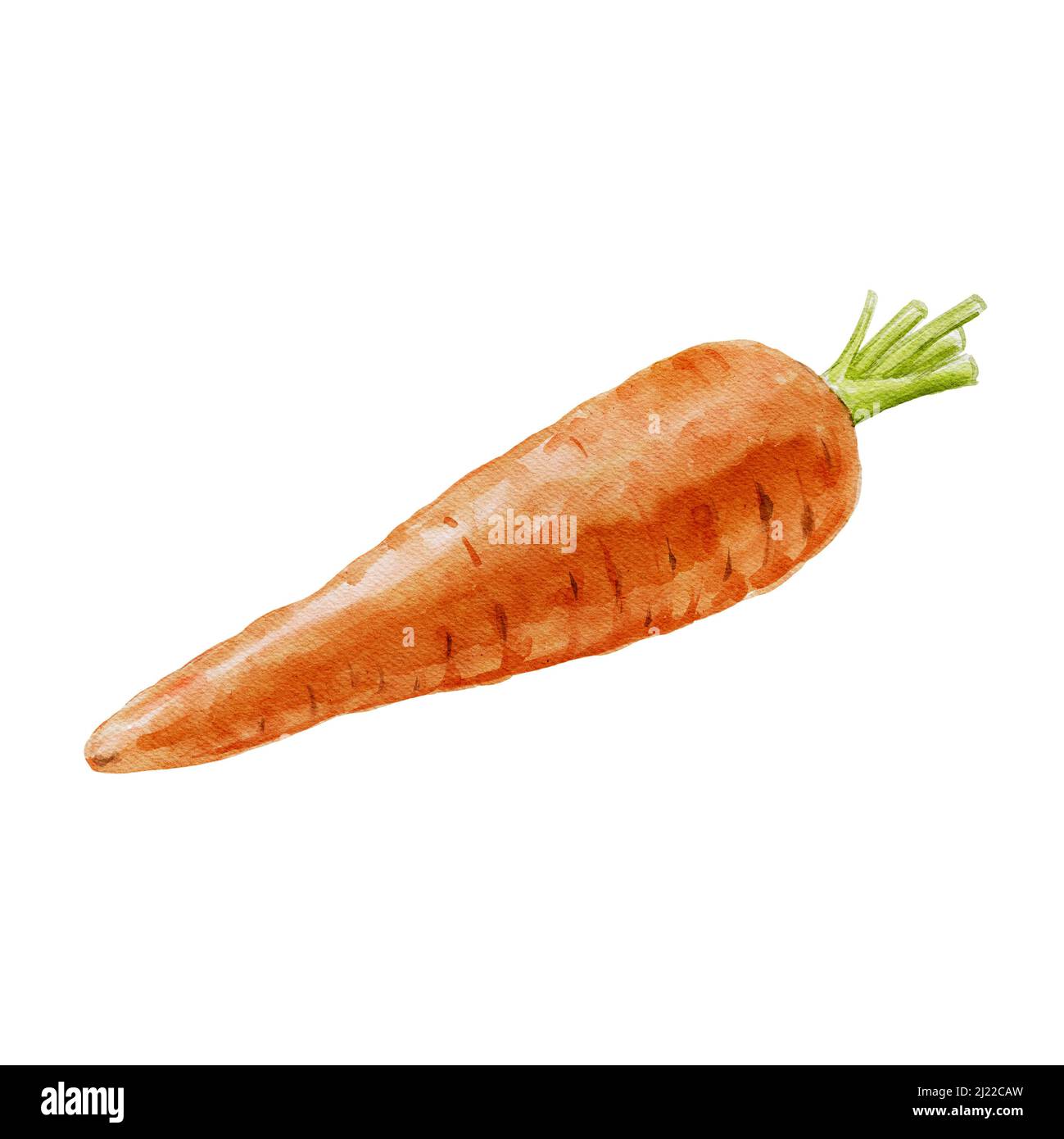 carrot watercolor illustration on white background Stock Photo - Alamy