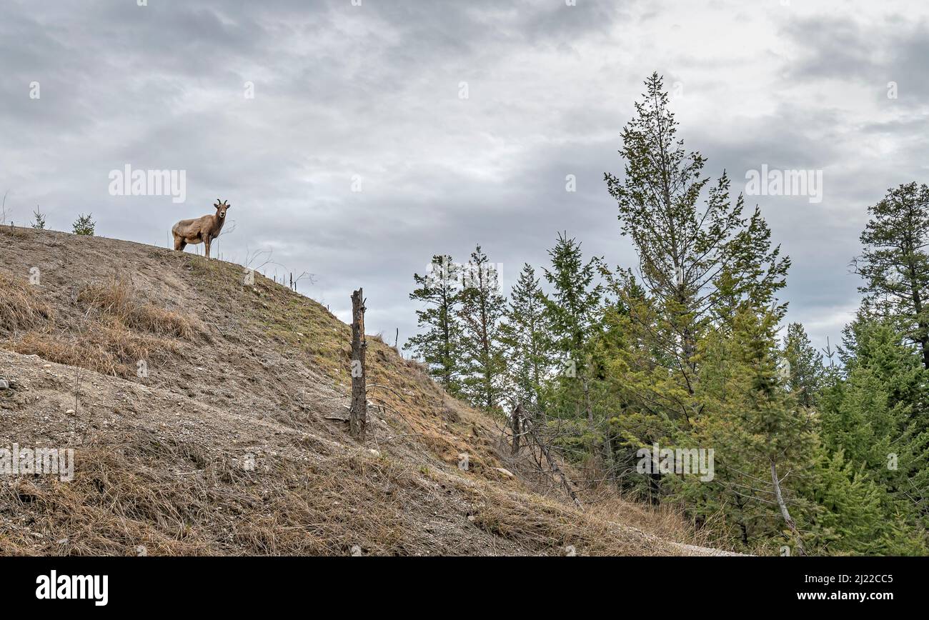 Bighorn Sheep (Ovis canadensis) standing on a ridge near Radium ...