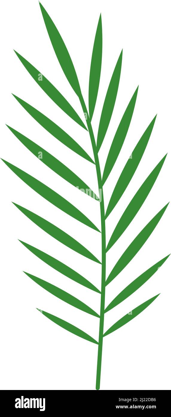 branch of palm Stock Vector Image & Art - Alamy