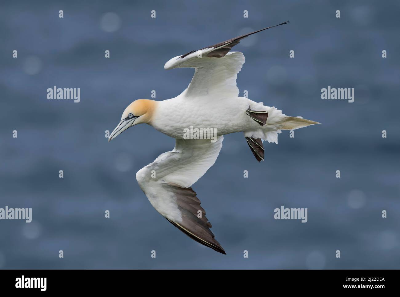 Gannet in flight over the sea hi-res stock photography and images - Alamy