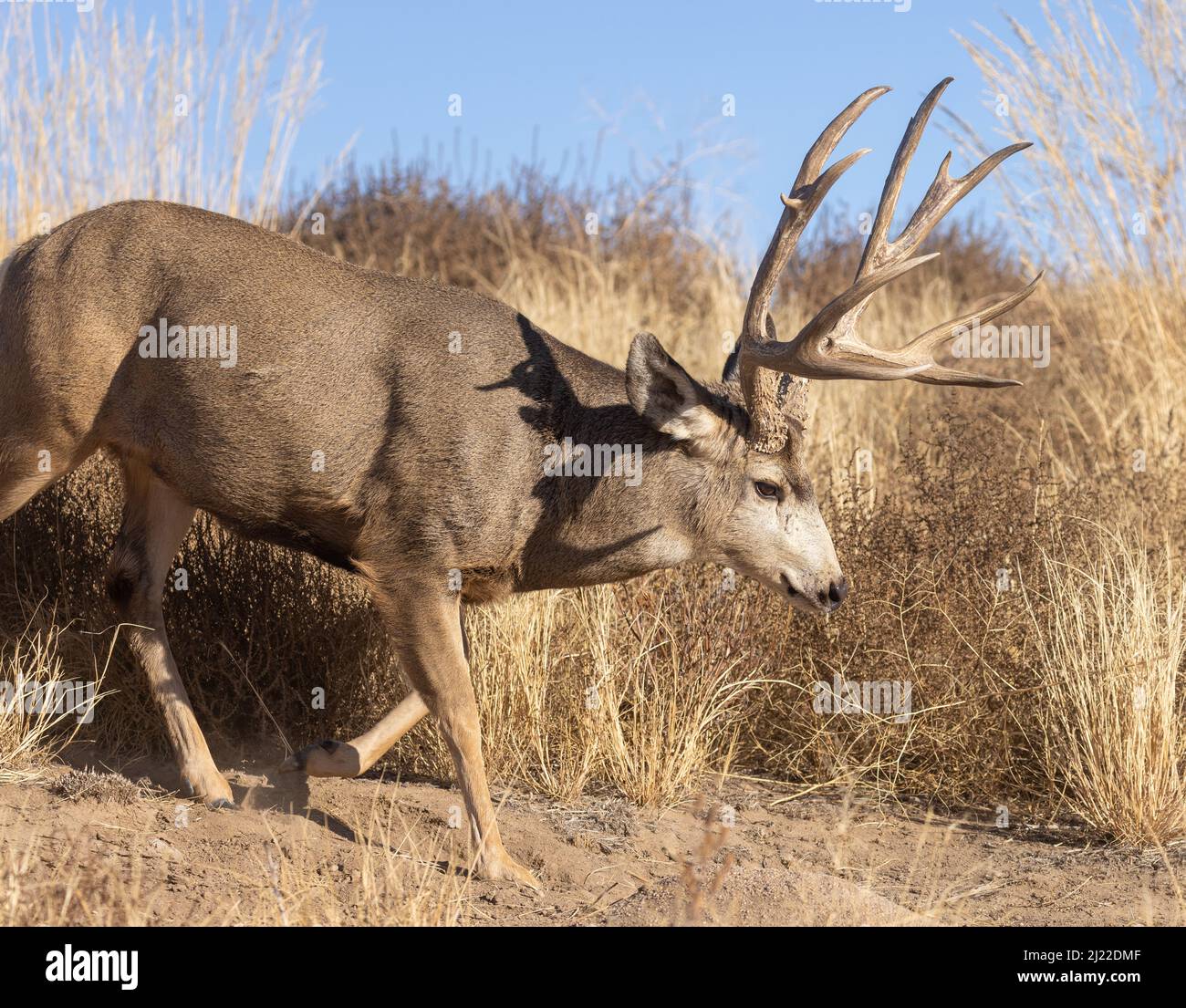 Mule Deer Buck in the Fall Rut in Coloraod Stock Photo - Alamy