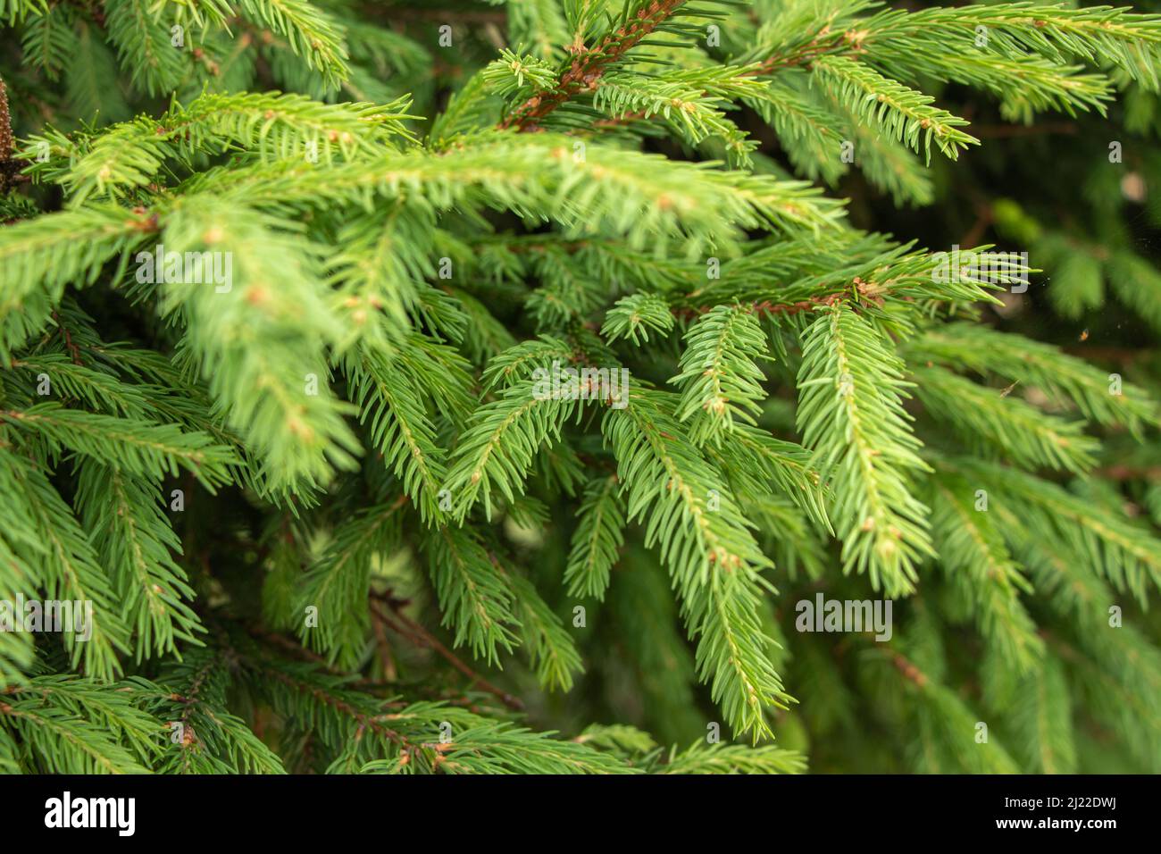 Green spruce branches as a textured background. Green spruce, white ...