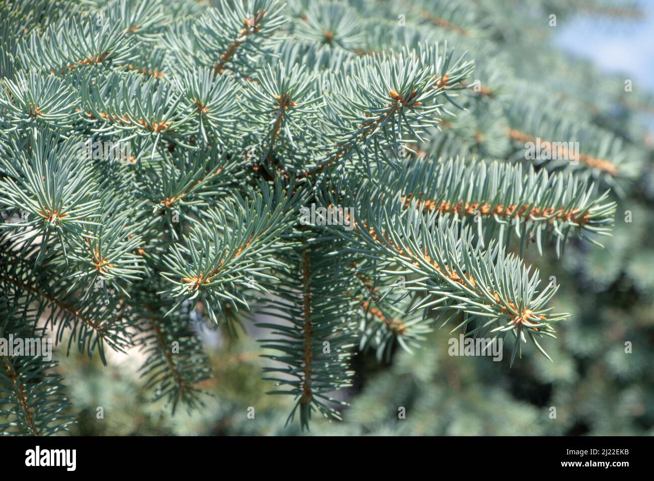 Fir branches blue spruce. Close up Stock Photo - Alamy