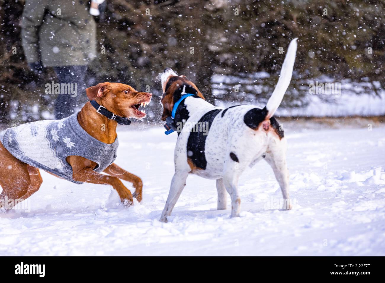 Aggressive terrier hi-res stock photography and images - Alamy
