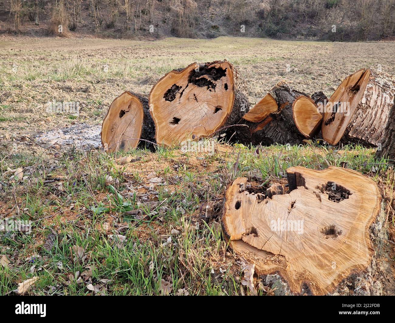 diseased tree cutted log trunk detail Stock Photo - Alamy