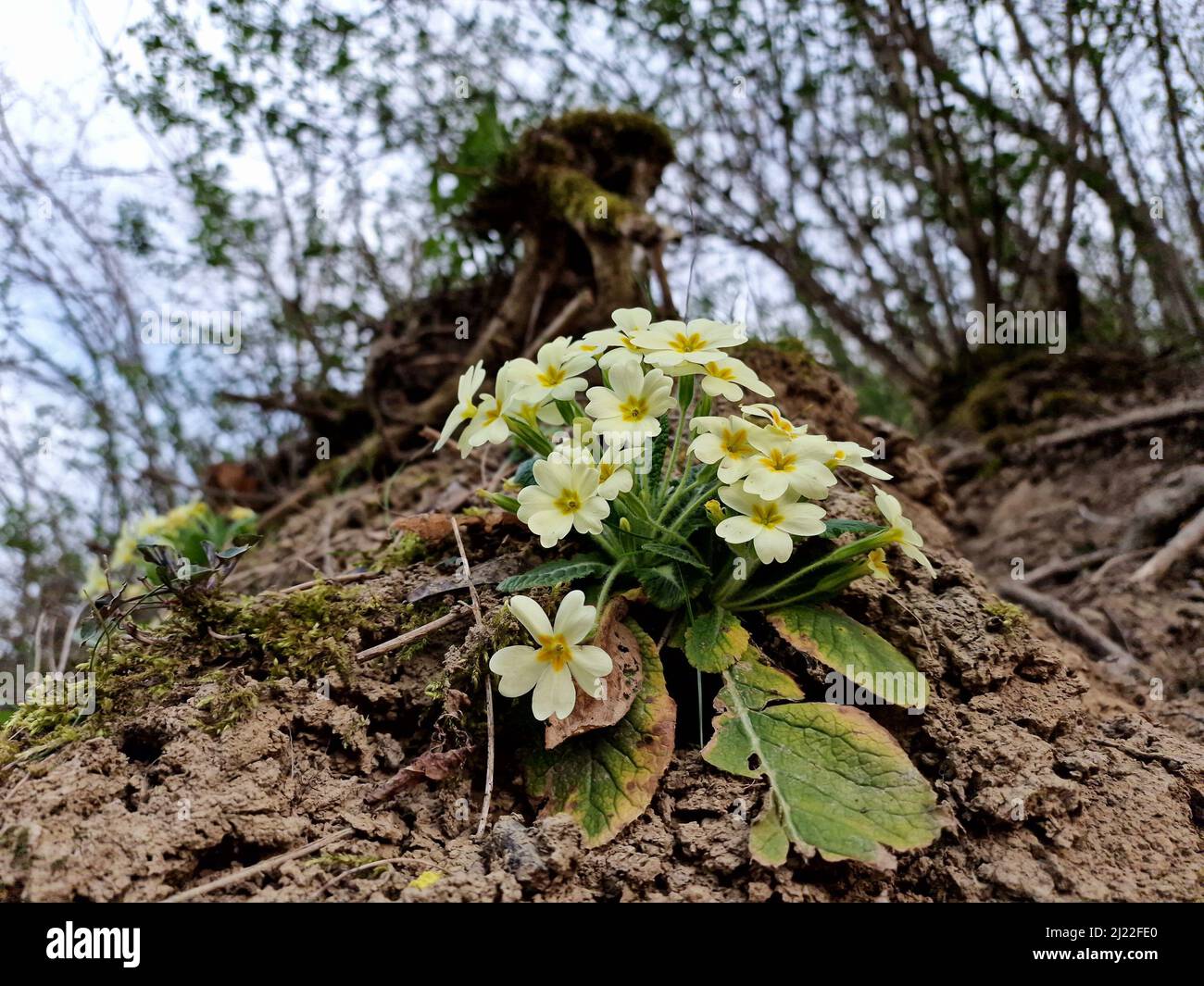 primrose flower in beginning of spring in the forest Stock Photo - Alamy
