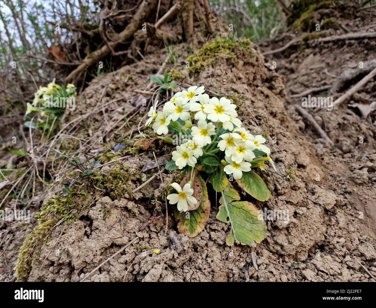 primrose flower in beginning of spring in the forest Stock Photo - Alamy