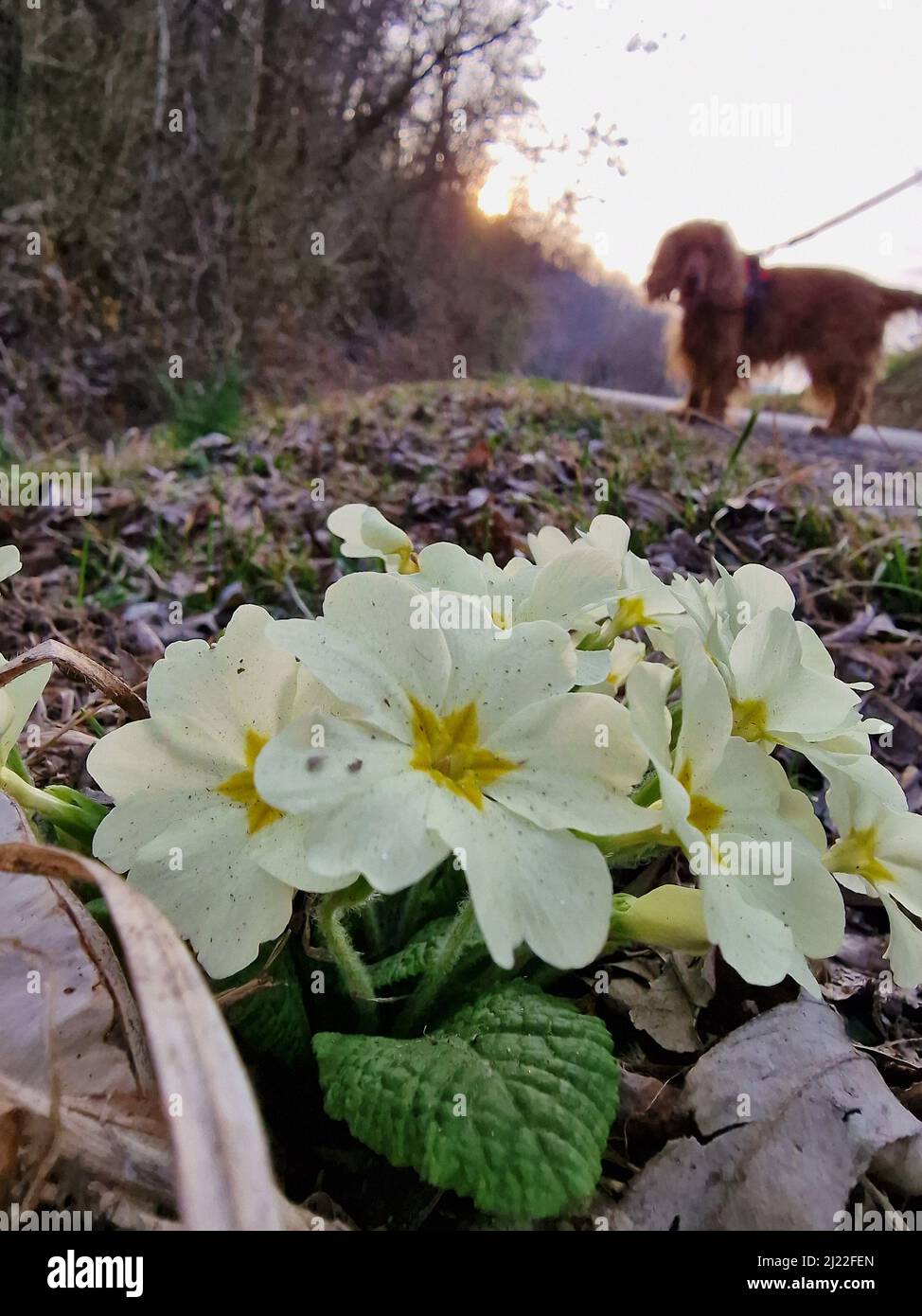 primrose flower in beginning of spring in the forest Stock Photo - Alamy