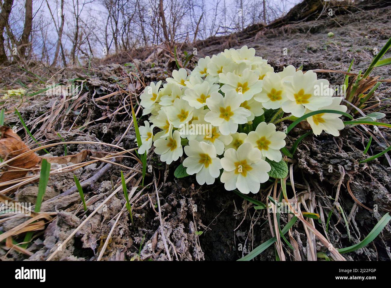 primrose flower in beginning of spring in the forest Stock Photo - Alamy
