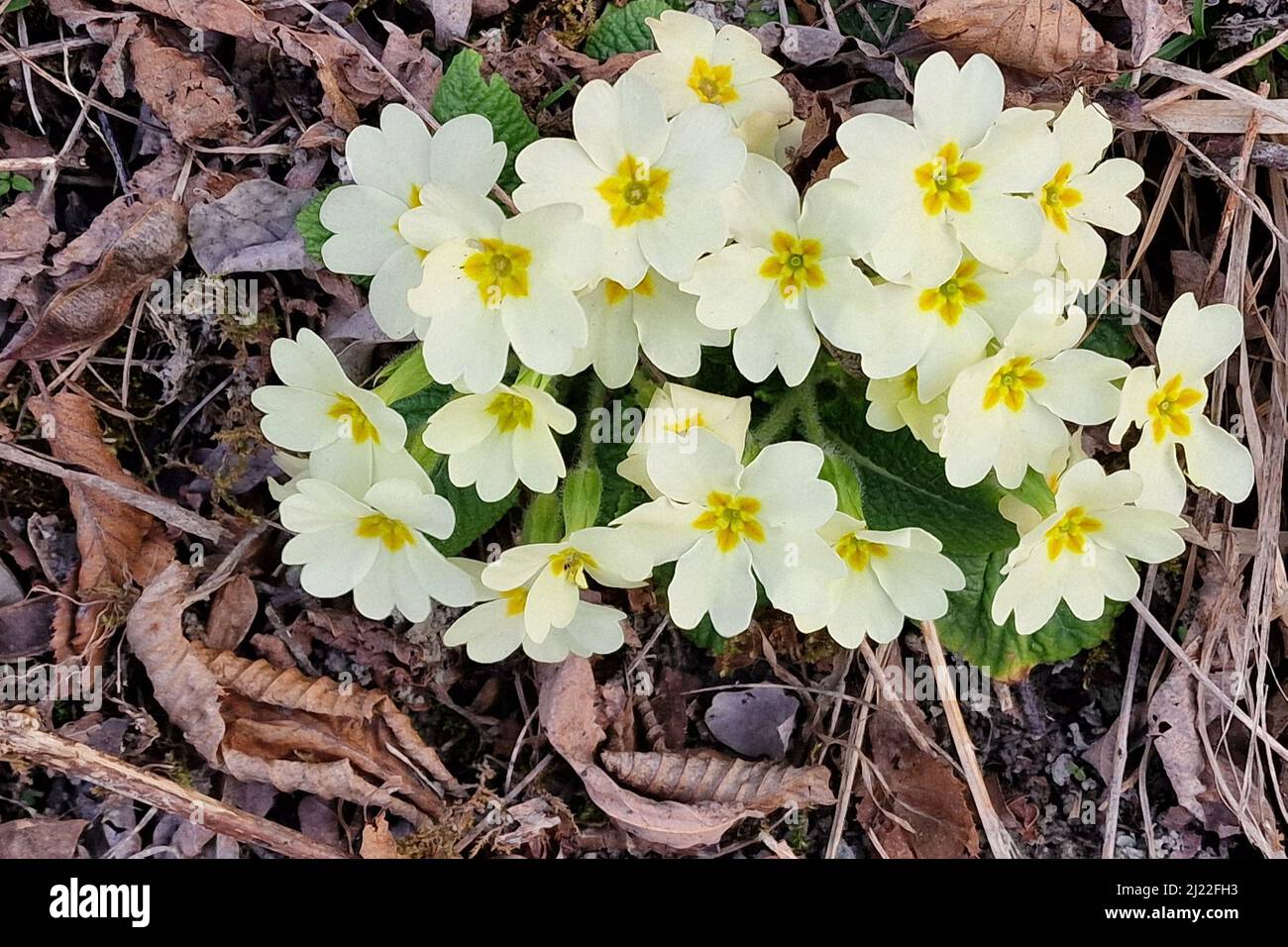 primrose flower in beginning of spring in the forest Stock Photo - Alamy