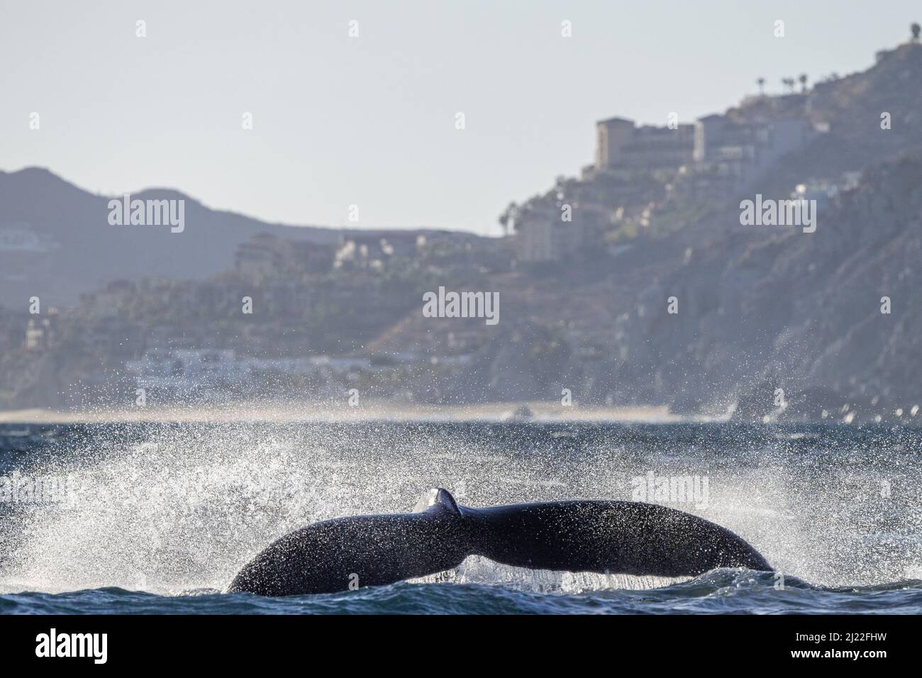 humpback whale slapping tail in cabo san lucas mexico Stock Photo - Alamy