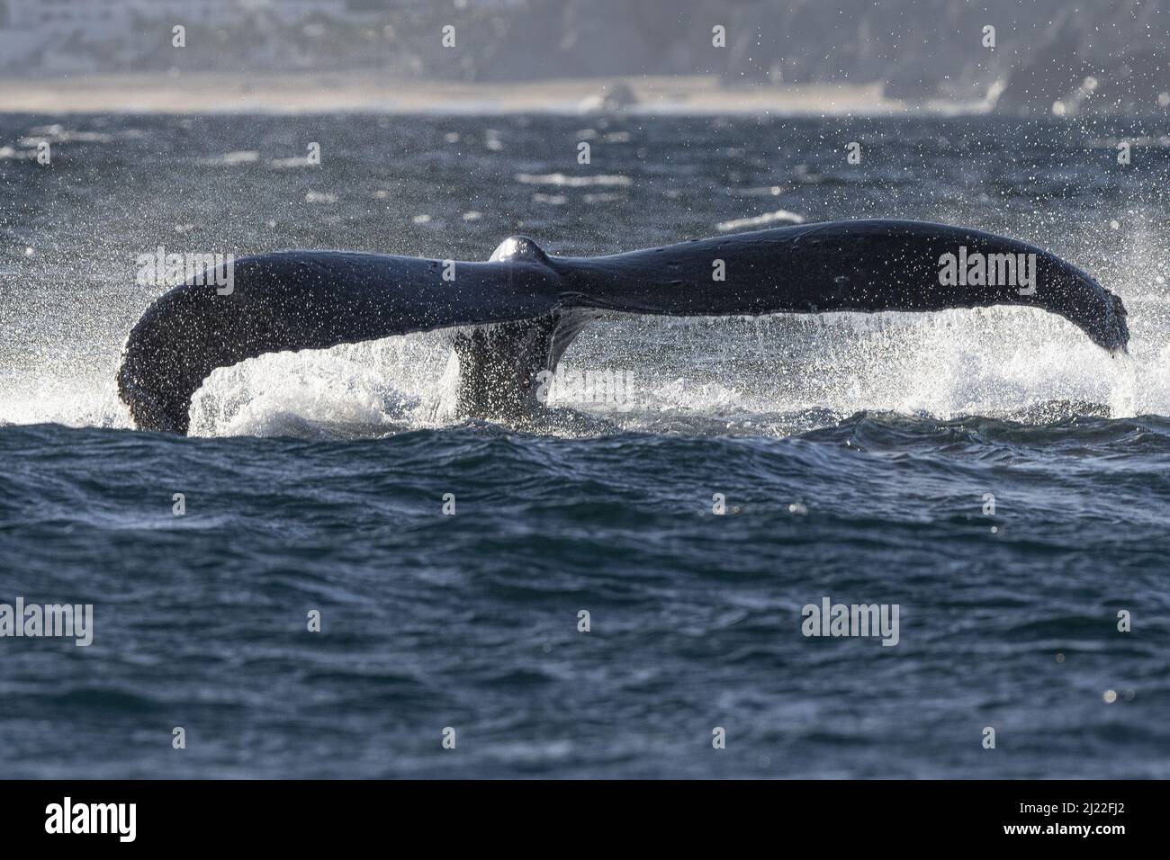 humpback whale slapping tail in cabo san lucas mexico Stock Photo - Alamy