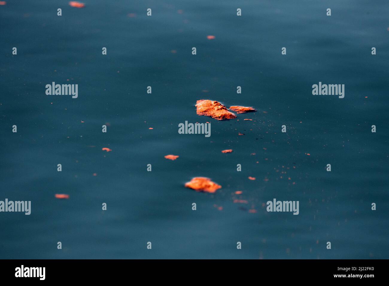 blue whale red krill faeces excrement Stock Photo - Alamy