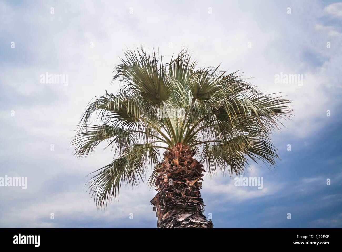 Upward view of a palm tree against the blue sky Stock Photo - Alamy