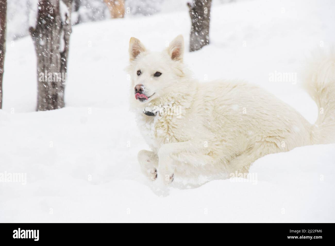 An adorable Danish Spitz dog playing around in snow Stock Photo - Alamy