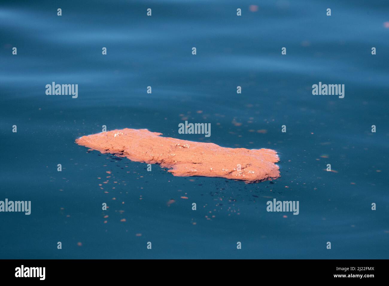 Whale feces hi-res stock photography and images - Alamy