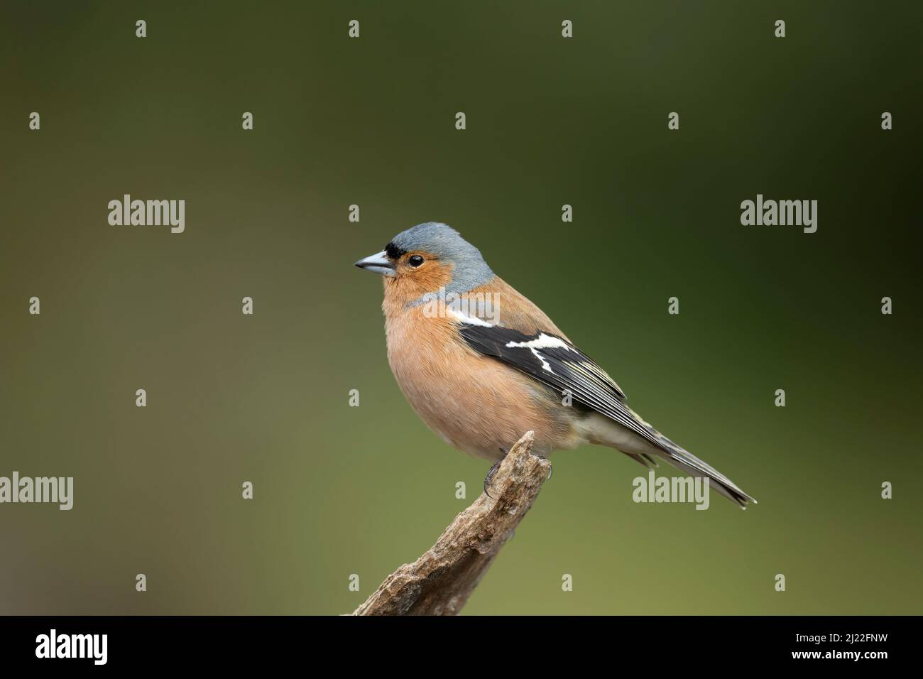 Single chaffinch hi-res stock photography and images - Alamy