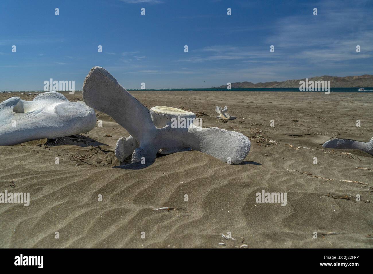 dead grey whale bones on the beach Stock Photo - Alamy