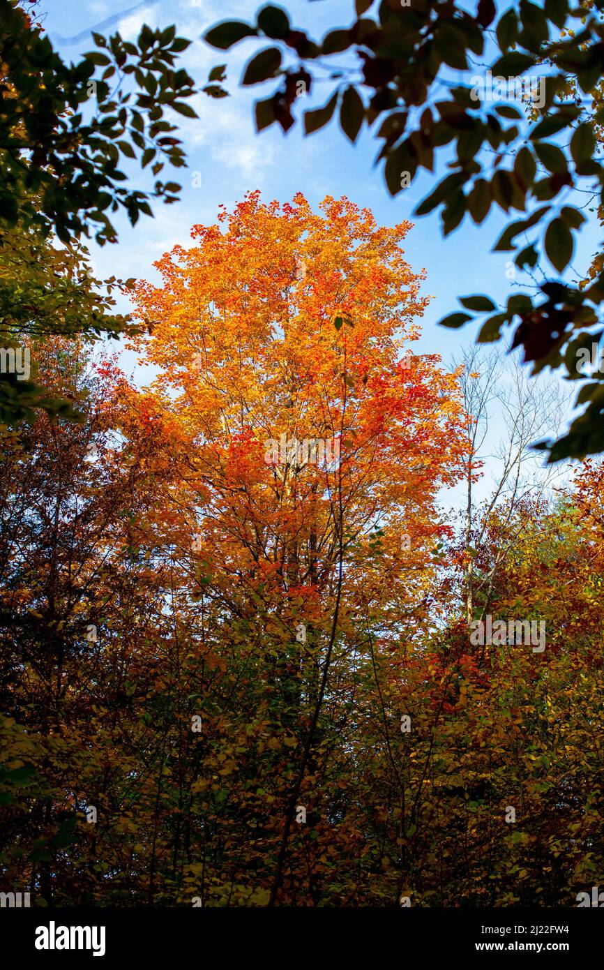 Tree of orange and red fall colors Stock Photo - Alamy