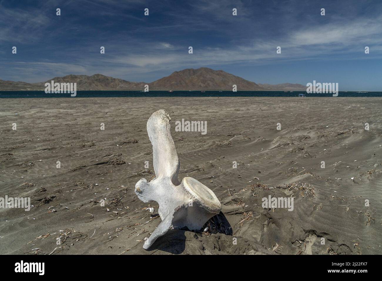 dead grey whale bones on the beach Stock Photo - Alamy