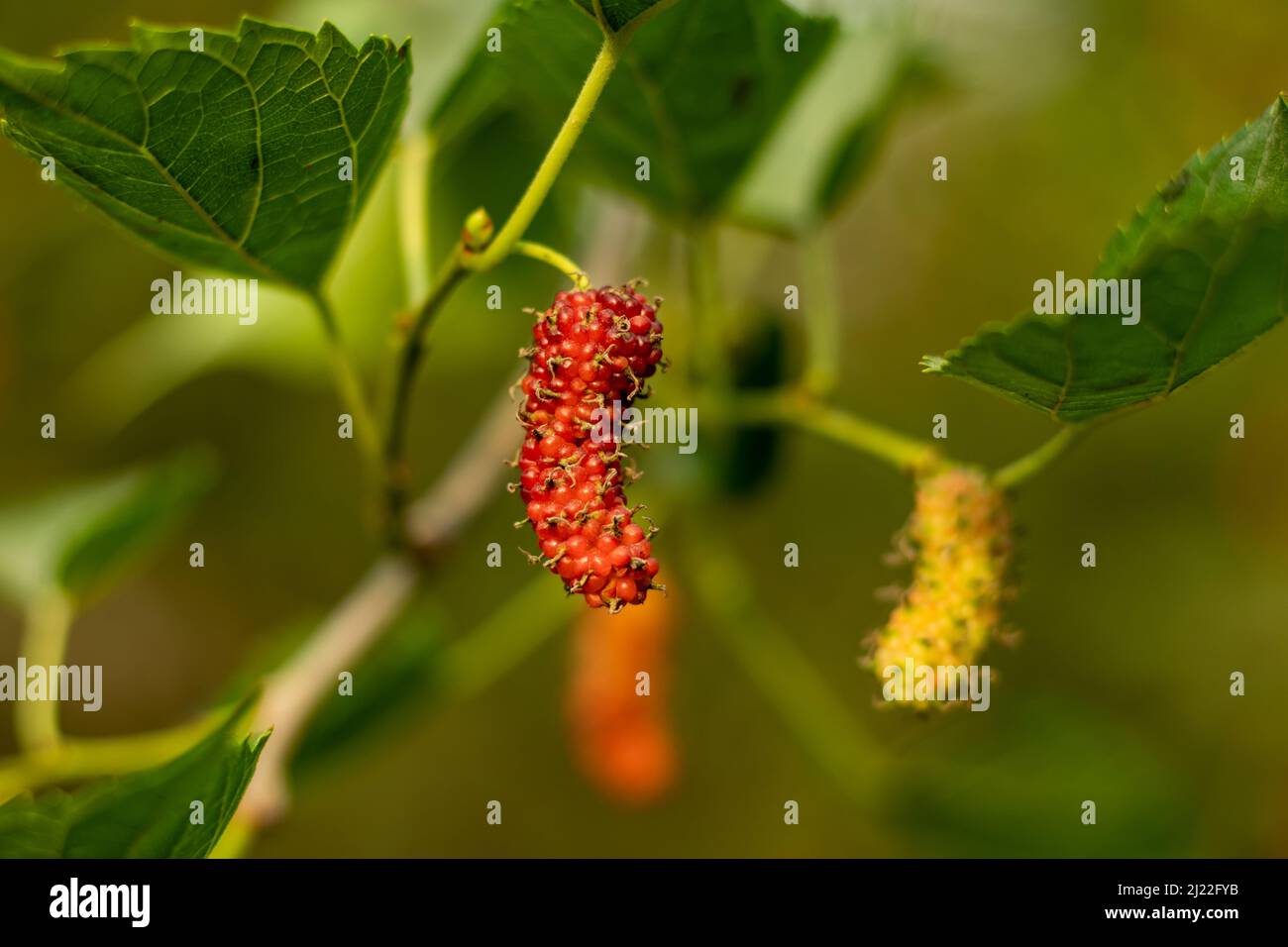 Russian mulberry hi-res stock photography and images - Alamy