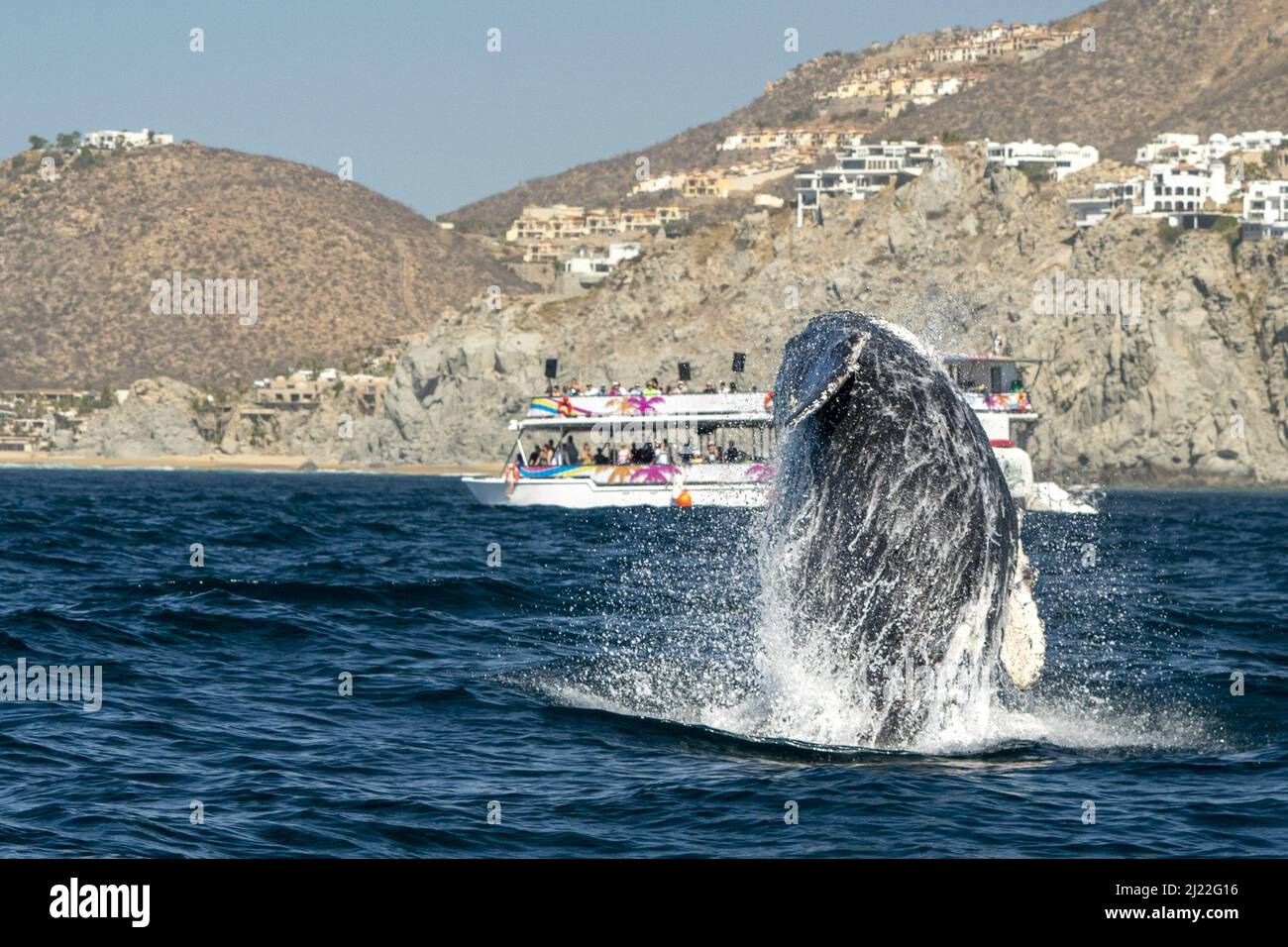 humpback whale breaching in cabo san lucas mexico Stock Photo - Alamy