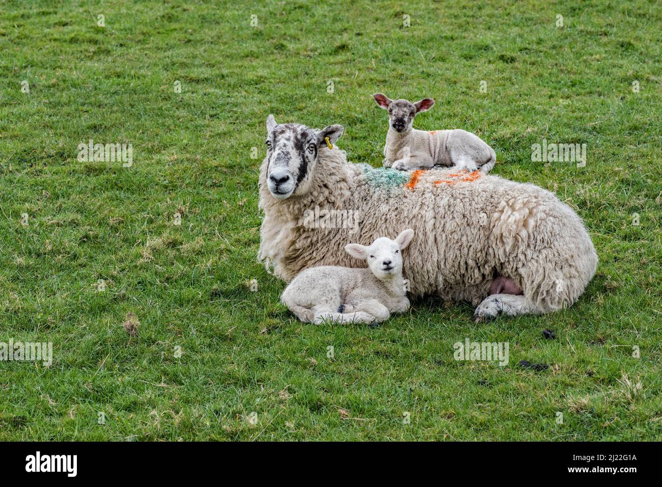 Two lambs ewes in hi-res stock photography and images - Alamy