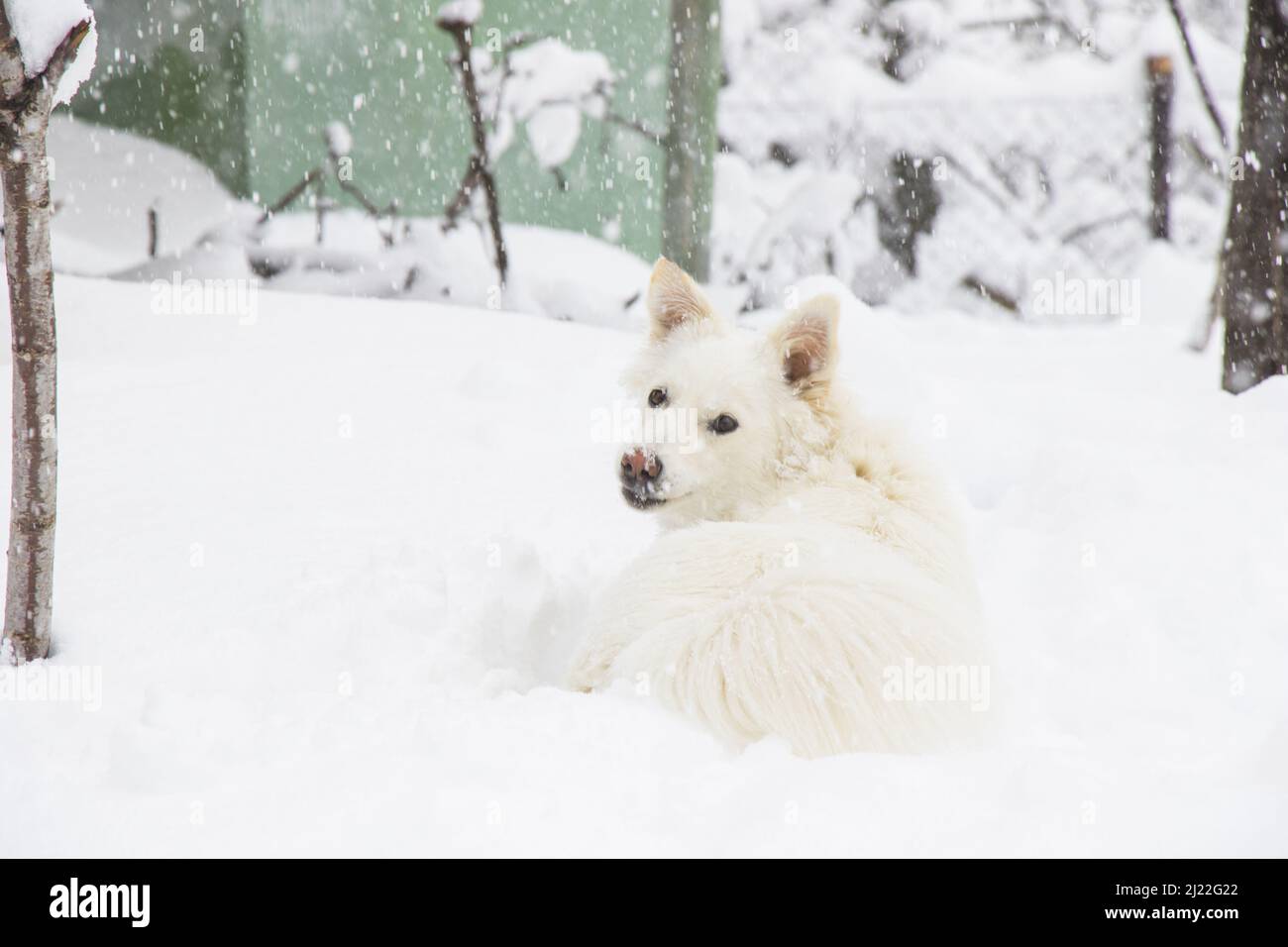 An adorable Danish Spitz dog playing around in snow Stock Photo - Alamy