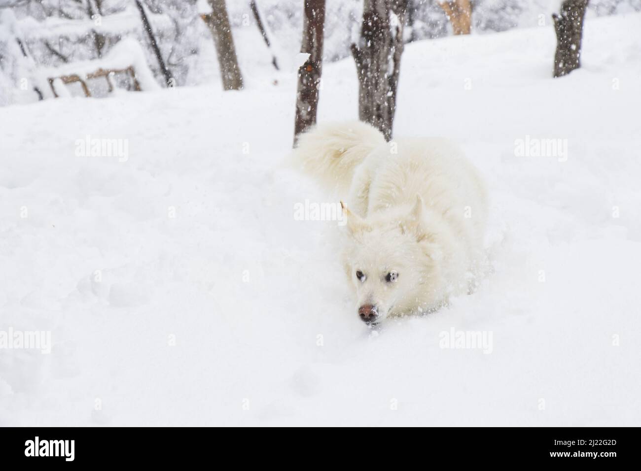 An adorable Danish Spitz dog playing around in snow Stock Photo - Alamy