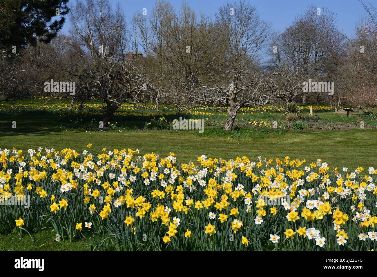 Daffodils at Michelham Priory East Sussex uk Stock Photo - Alamy