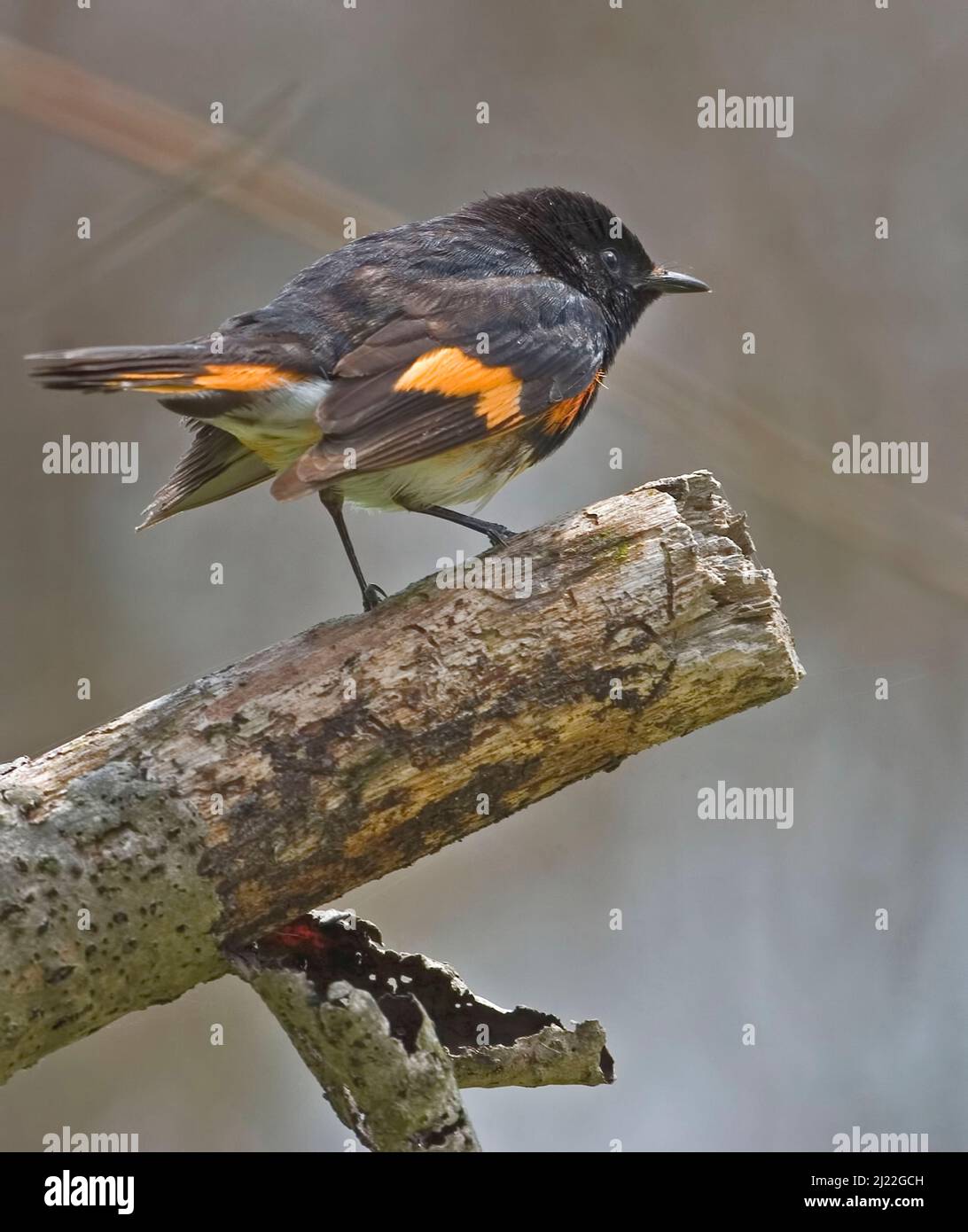 A Vertical of a Male American Redstart, Setophaga ruticilla, close up ...