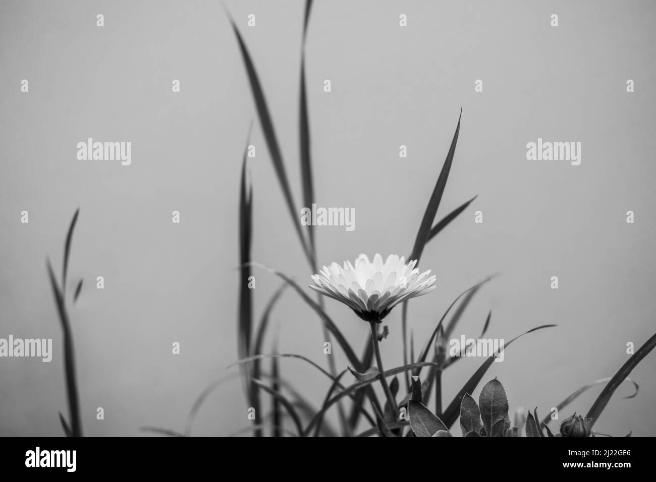Flower in springtime with white background Stock Photo - Alamy