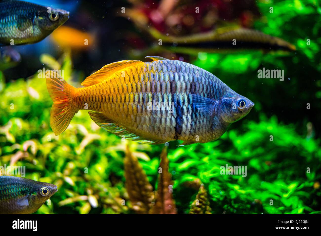 An iris fish in Georgia Aquarium of Atlanta in the USA Stock Photo - Alamy