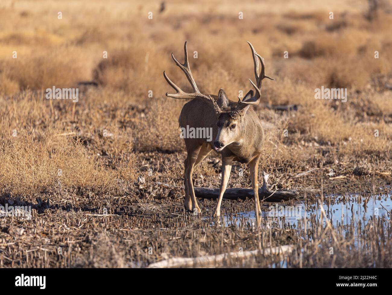 Mule Deer Buck in the Fall Rut in Coloraod Stock Photo - Alamy