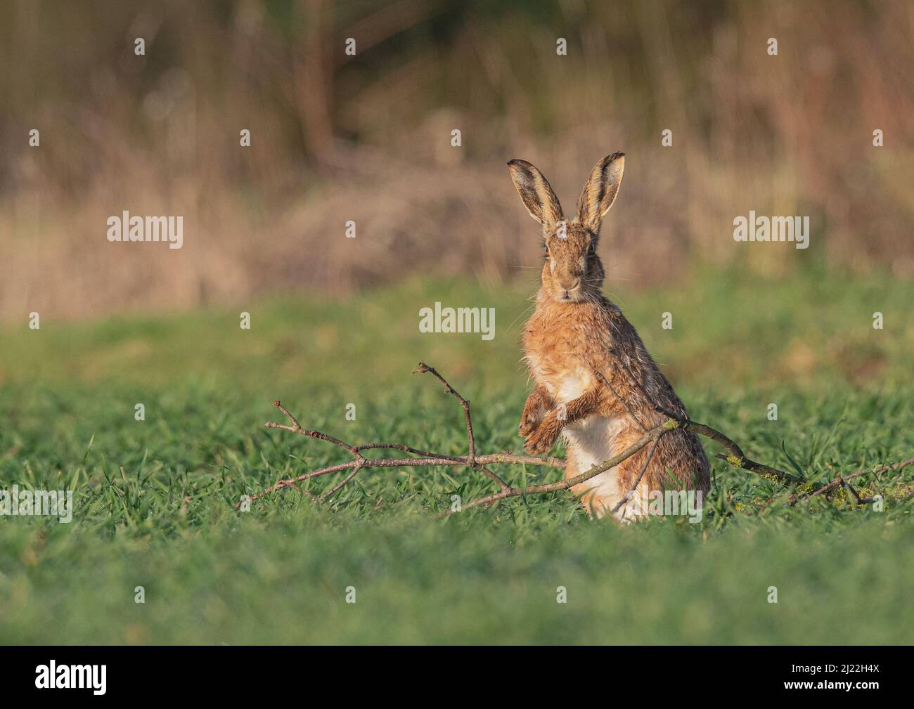 The Branch Manager .The cutest Brown Hare, standing in his back legs ...