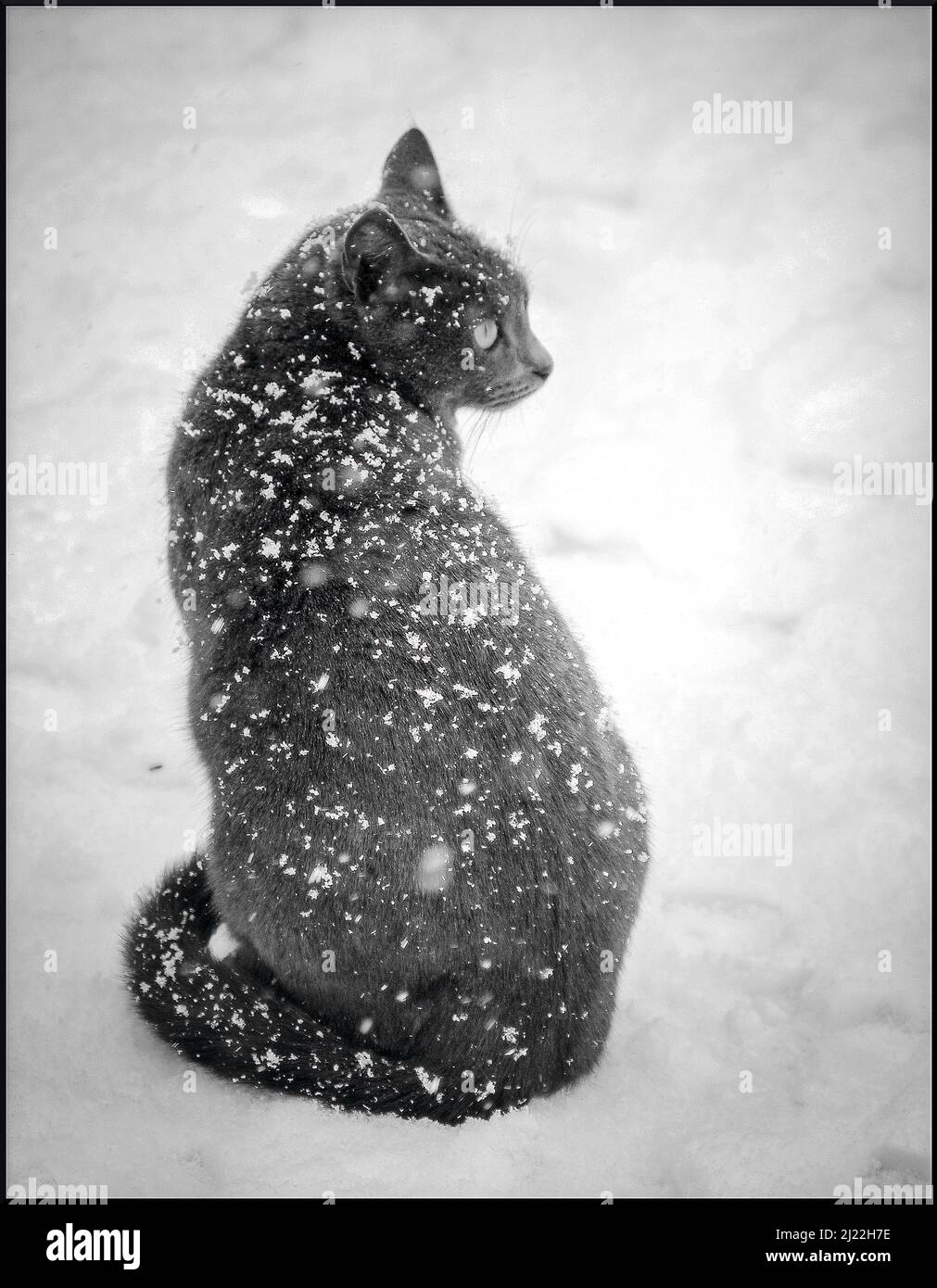Cat sitting in snow during snowfall Stock Photo - Alamy