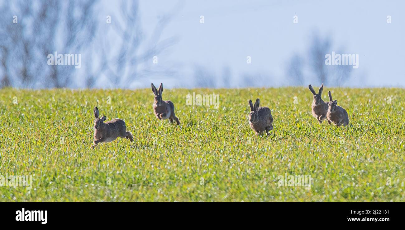 The Chase is on. Five Mad March Hares chasing a female across the ...