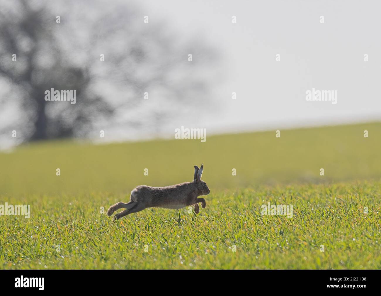 Hare leaping hi-res stock photography and images - Alamy