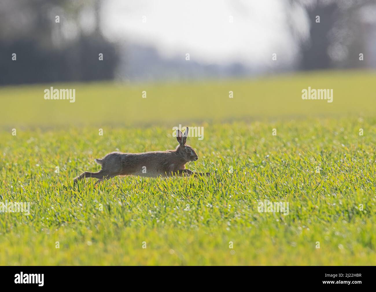 Brown Hare showing the need for speed across the farmers wheat. It ...