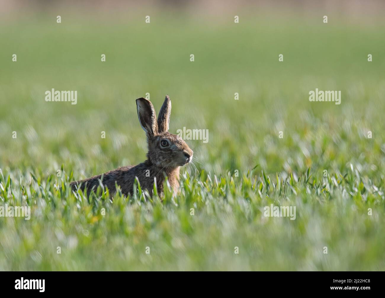 A portrait of a wild Brown Hare sat in the sunshine half hidden in the ...