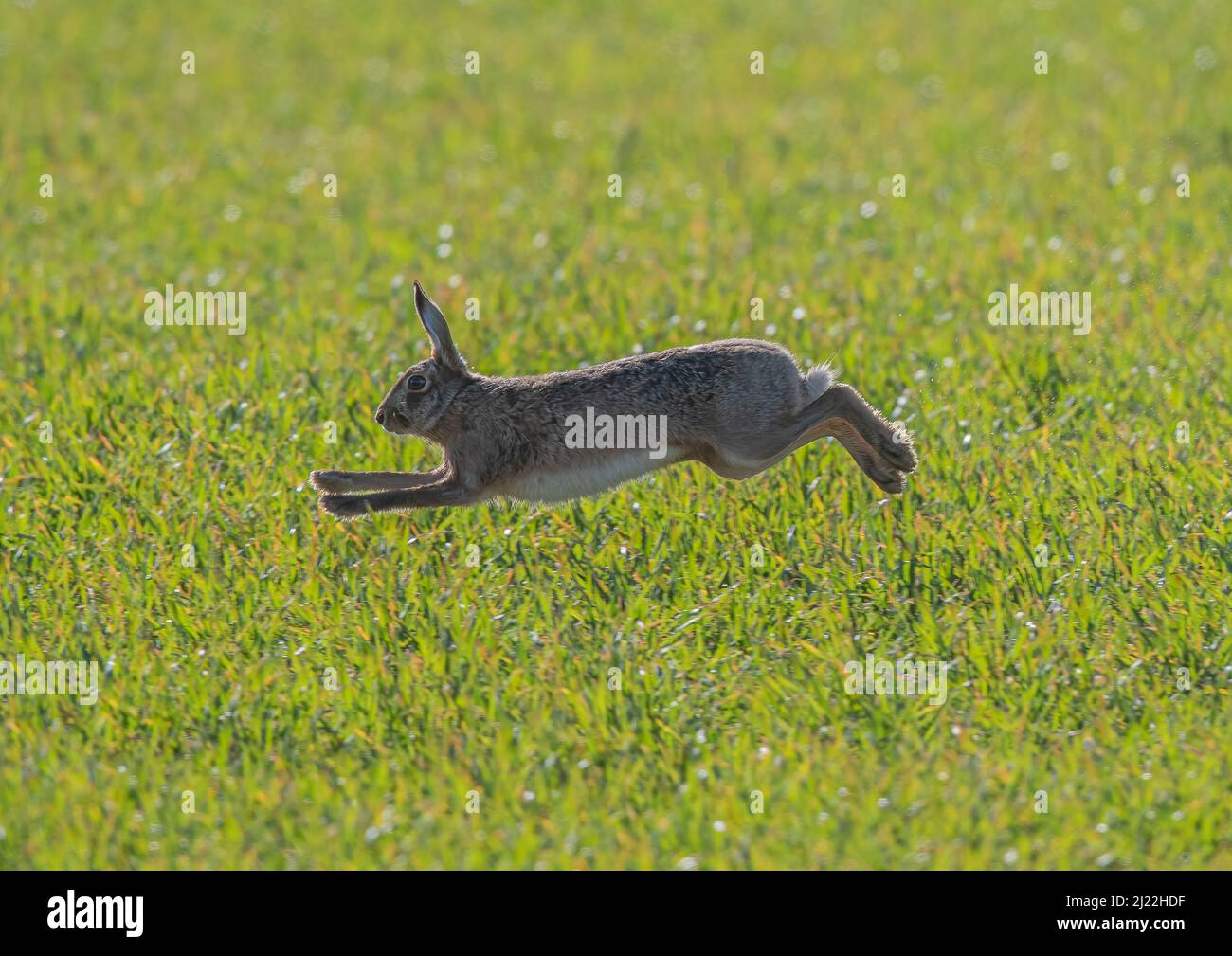 Hare leaping hi-res stock photography and images - Alamy