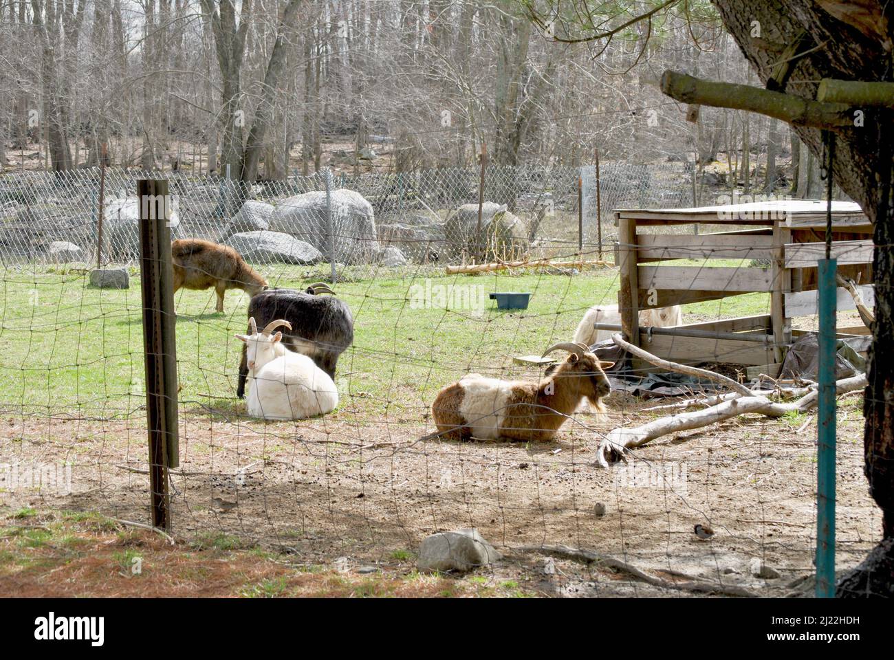 Multiple Goats on an Old Farm Stock Photo - Alamy
