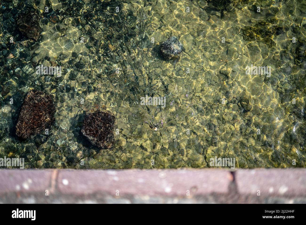 A top view of a turtle swimming in the water Stock Photo - Alamy