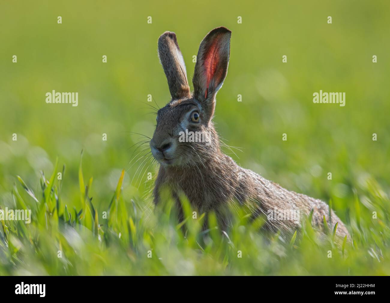 A portrait of a Brown Hare Sat watching in the Farmers wheat. Sunlight ...