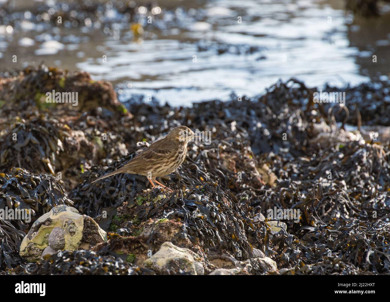 A Rock Pipit ( Anthus petrosus) foraging amongst the seaweed, rocks and ...