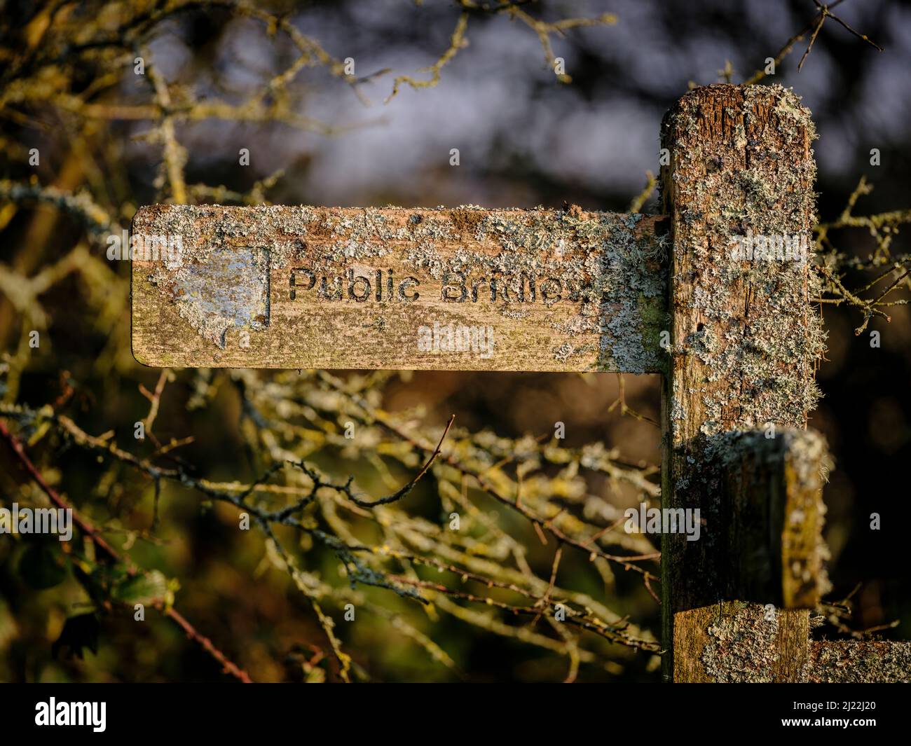 A public bridal path covered in lichen outside the village of Chilgrove ...