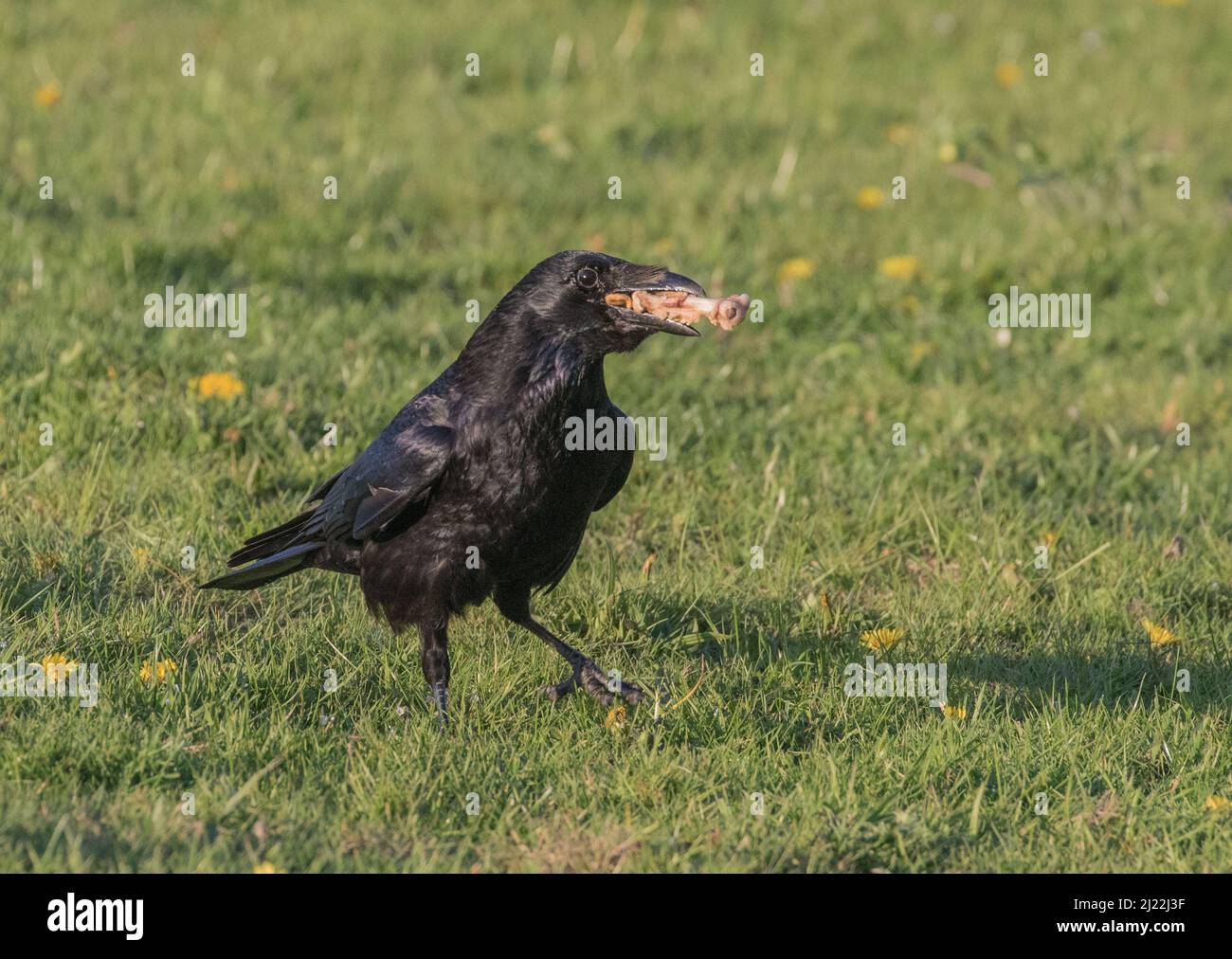 The ultimate scavenger in action . A Carrion Crow running off with a ...