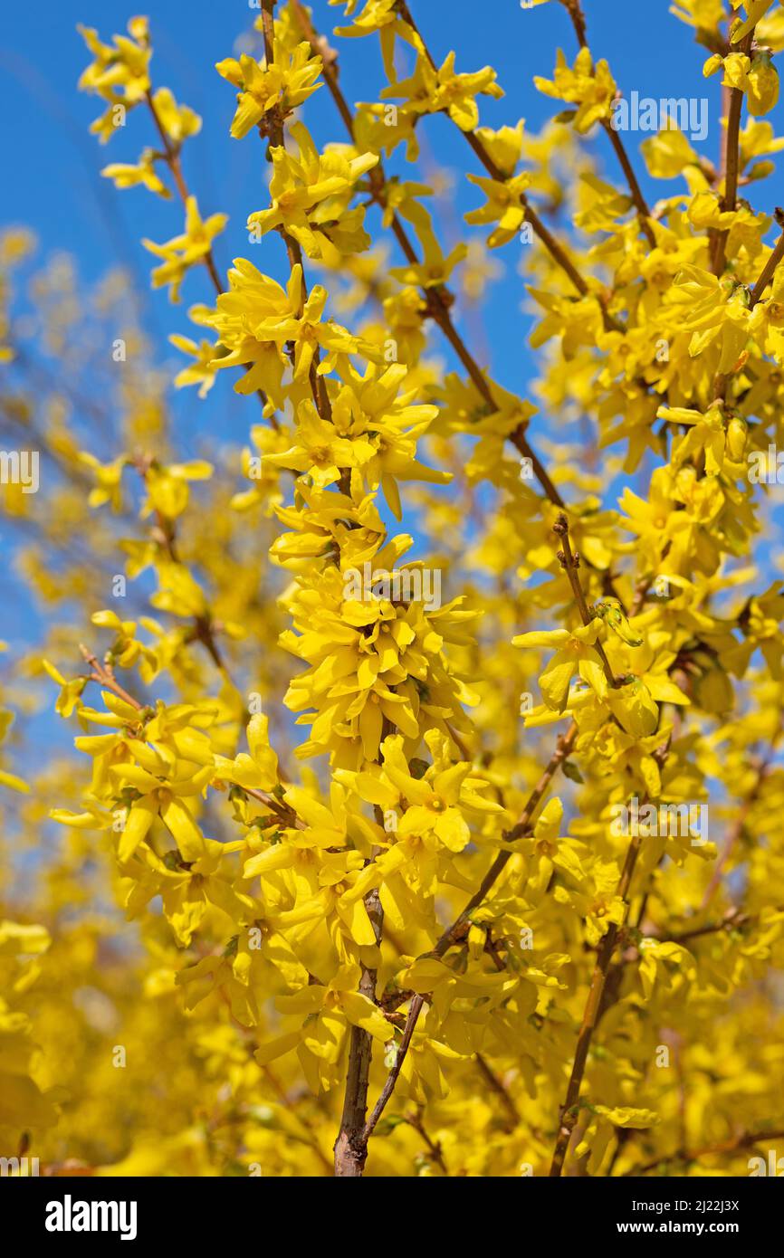 Flowering forsythia in spring Stock Photo - Alamy