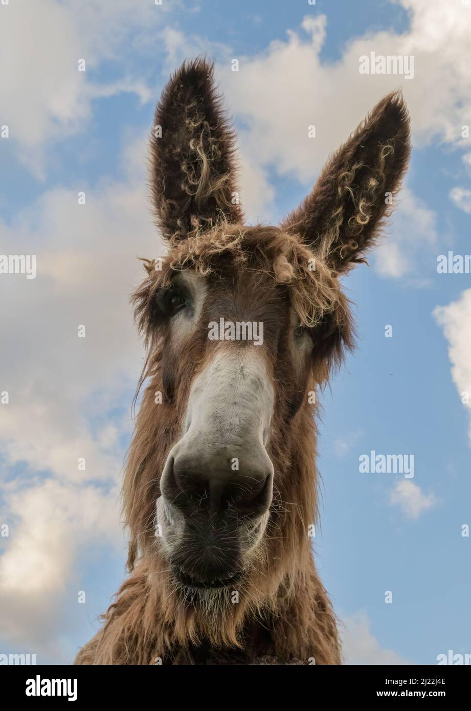 A Poitu Donkey , a rare breed from France . Taken from an unusual angle ...